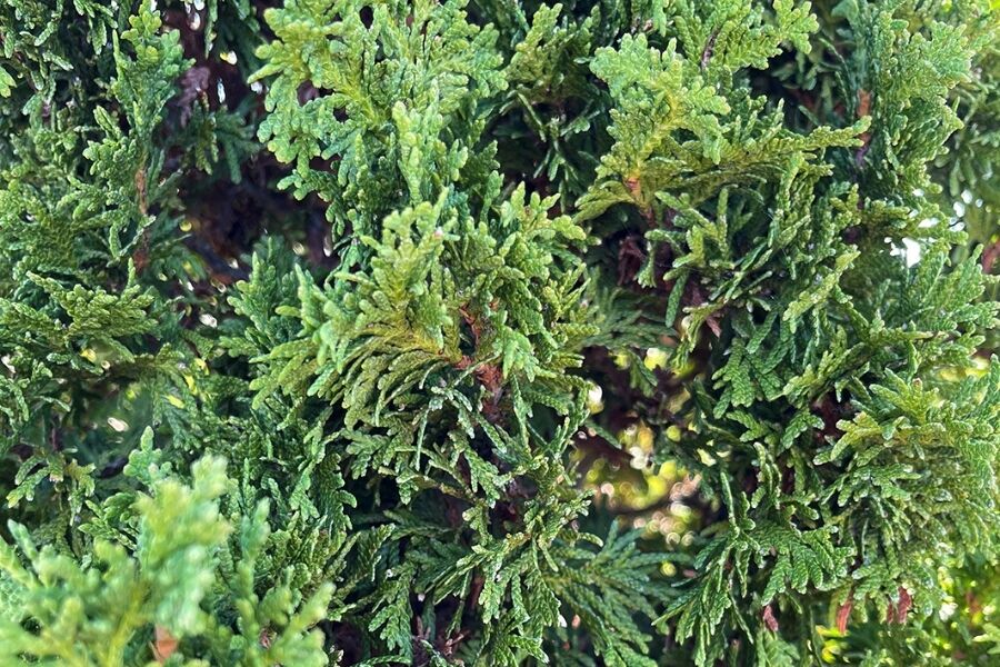 Degroot's Spire Arborvitae | Johnson's Nursery | KB
