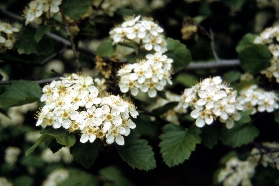 Downy Hawthorn | Johnson's Nursery | KB