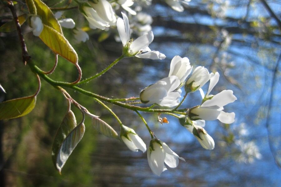 Downy Serviceberry | Johnson's Nursery | KB