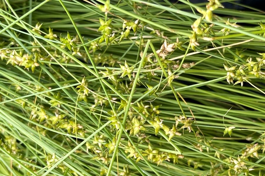 Wisconsin Native Grasses | Johnson's Nursery | Knowledgebase