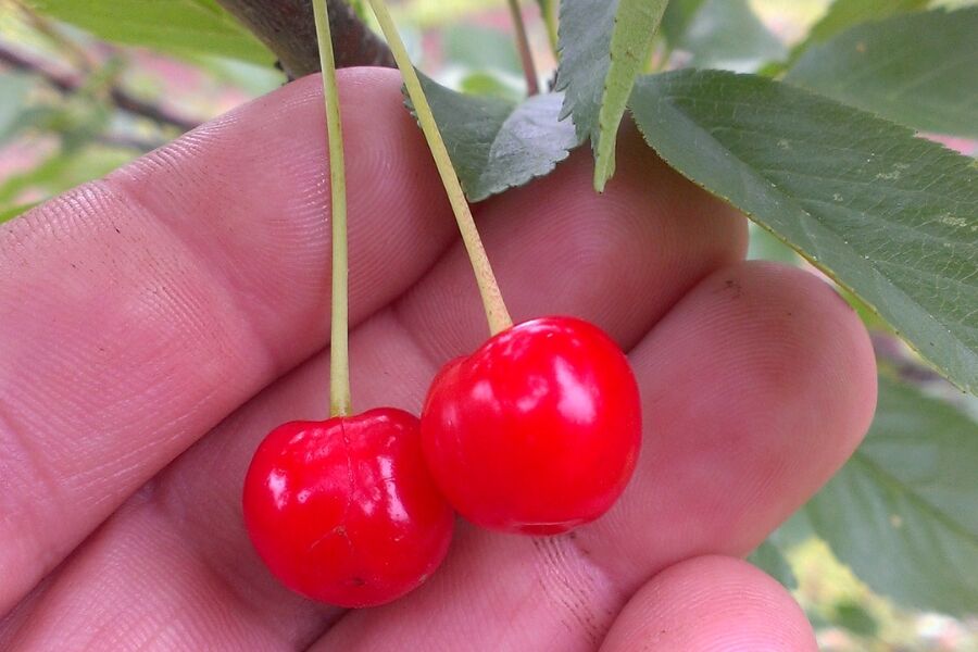 Evans Bali Cherry | Johnson's Nursery | KB