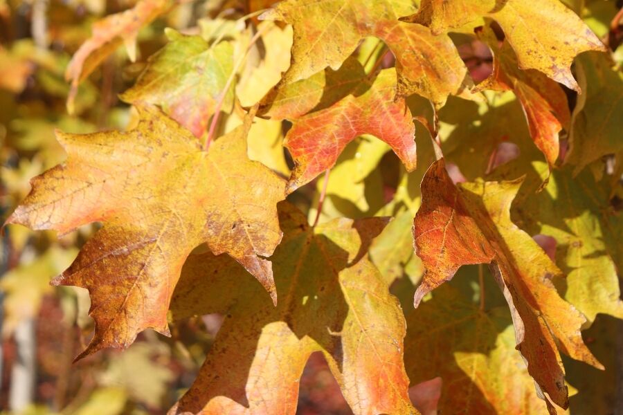 Fall Fiesta® Sugar Maple | Johnson's Nursery | KB