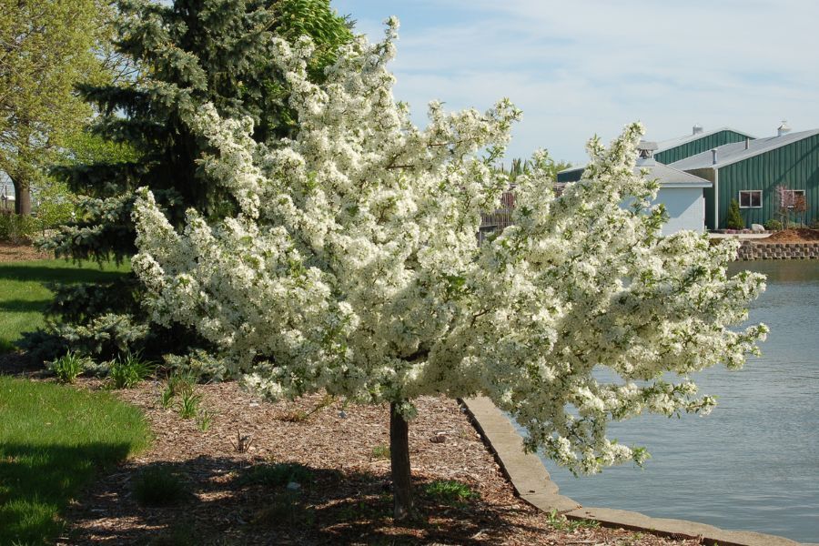 Firebird® Crabapple | Johnson's Nursery | KB