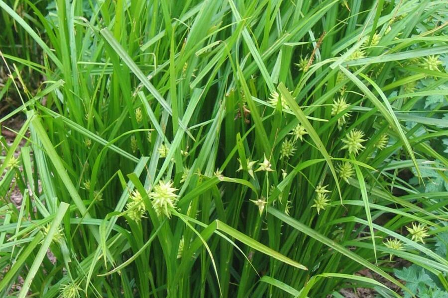 Wisconsin Native Grasses | Johnson's Nursery | Knowledgebase