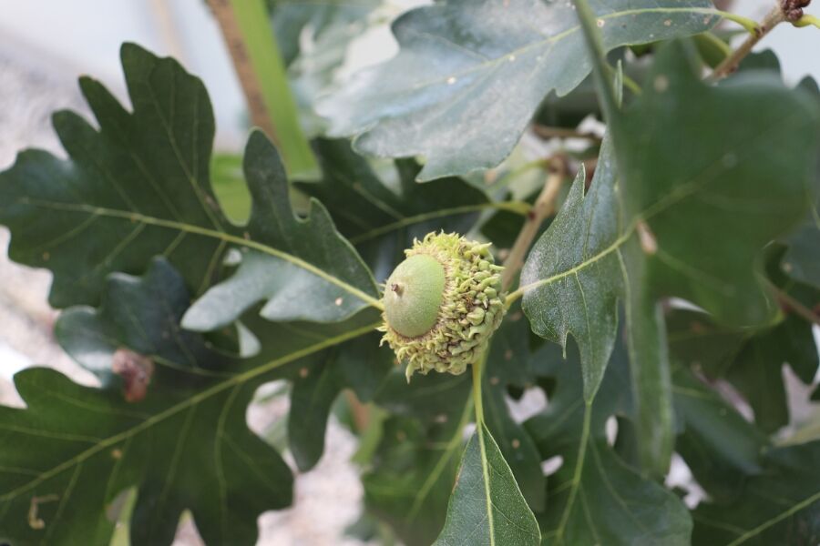 Wisconsin Native Trees | Johnson's Nursery | Knowledgebase