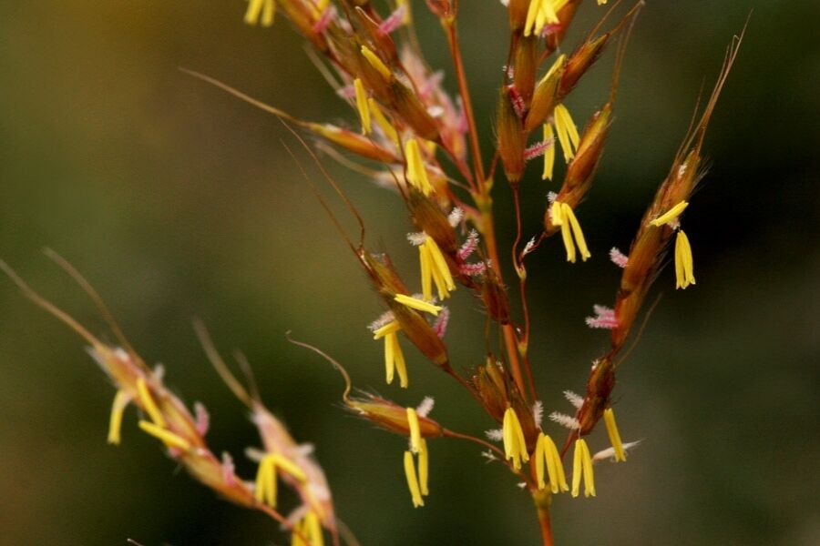 Wisconsin Native Grasses | Johnson's Nursery | Knowledgebase