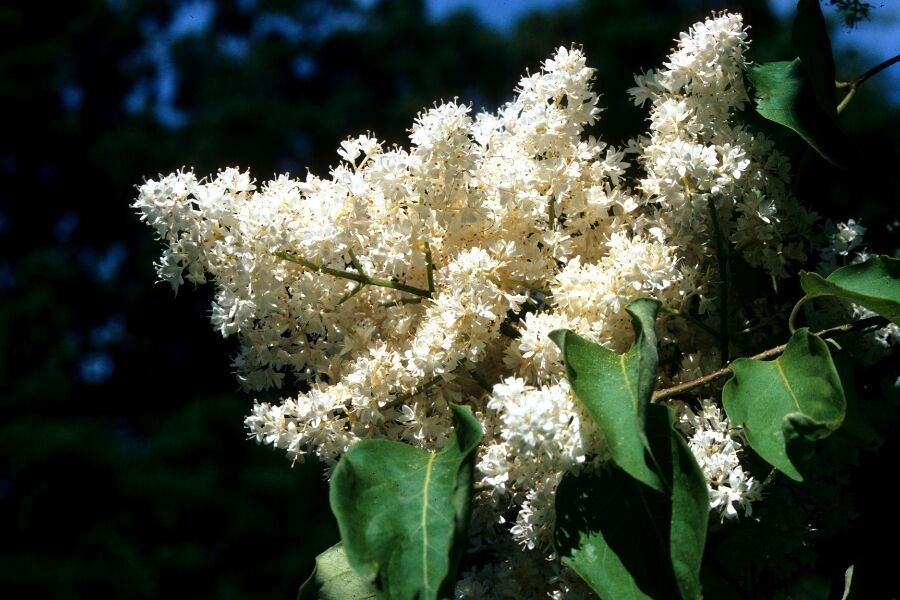 Japanese Tree Lilac | Johnson's Nursery | Knowledgebase