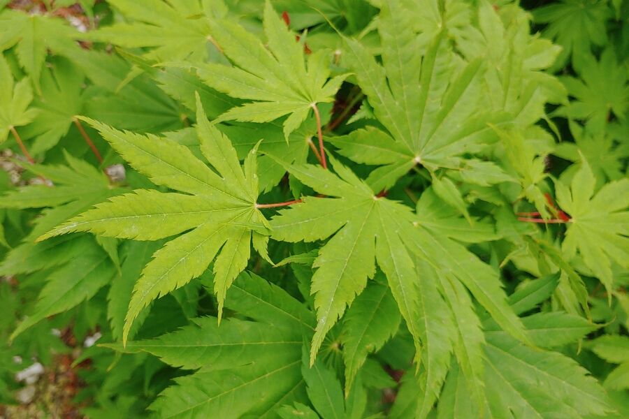 Korean Maple | Johnson's Nursery | KB