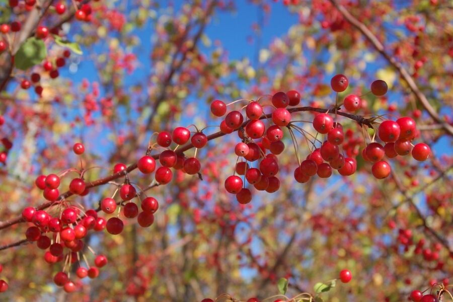 Red Jewel® Crabapple | Johnson's Nursery | KB