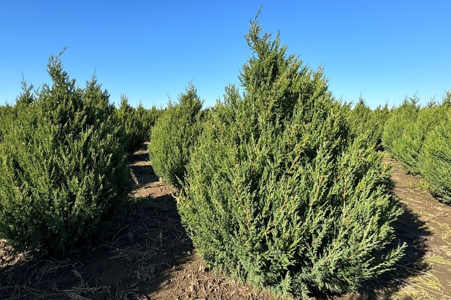 Wisconsin Native Conifers | Johnson's Nursery | Knowledgebase