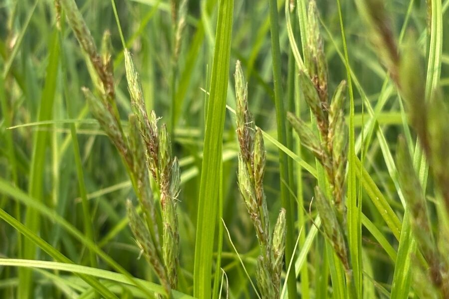 Wisconsin Native Grasses | Johnson's Nursery | Knowledgebase