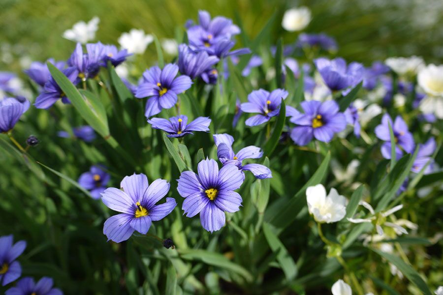 Wisconsin Native Grasses | Johnson's Nursery | Knowledgebase