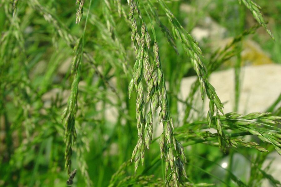 Wisconsin Native Grasses | Johnson's Nursery | Knowledgebase