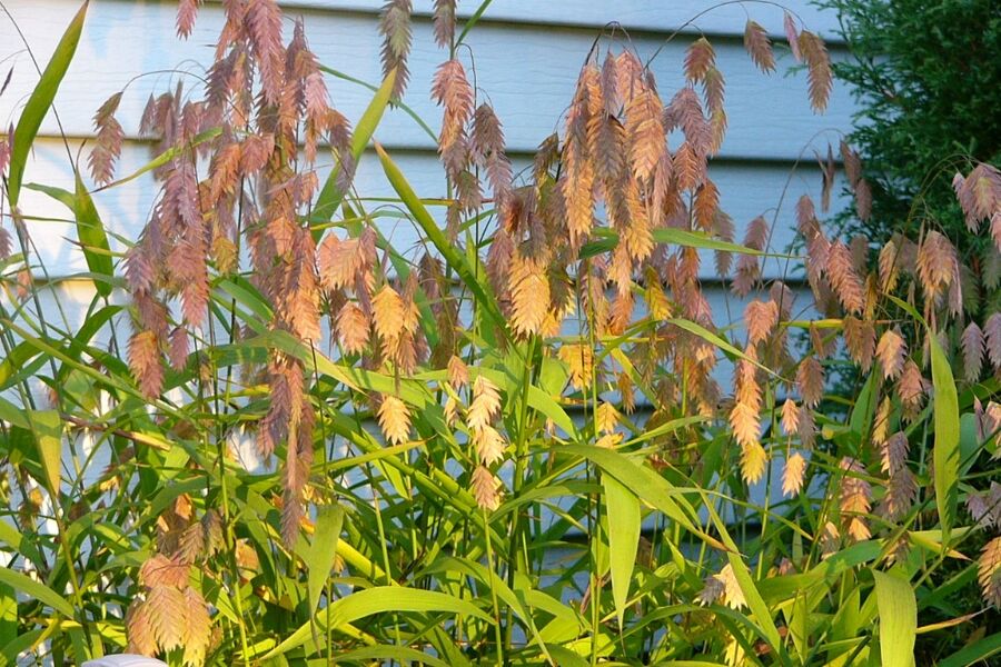 Northern Sea Oats | Johnson's Nursery | Knowledgebase