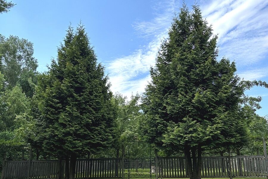 Wisconsin Native Conifers | Johnson's Nursery | Knowledgebase