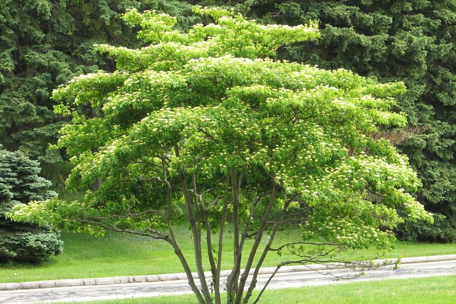 Wisconsin Native Trees | Johnson's Nursery | Knowledgebase