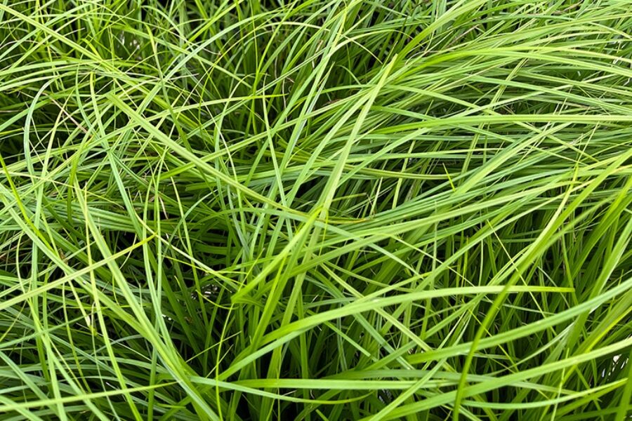 Pennsylvania Sedge | Johnson's Nursery | KB