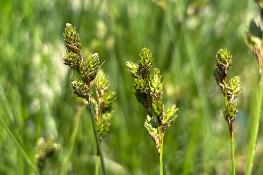 Wisconsin Native Grasses | Johnson's Nursery | Knowledgebase