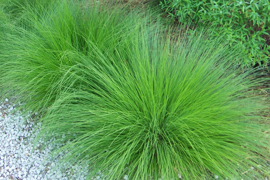 Wisconsin Native Grasses | Johnson's Nursery | Knowledgebase