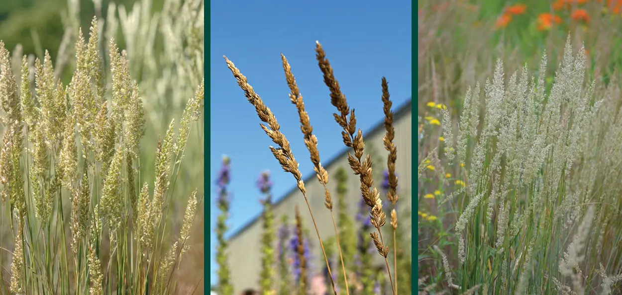 Prairie Junegrass | Johnson's Nursery | KB