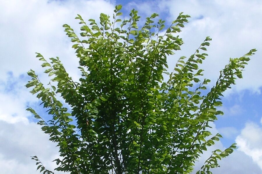 Princeton Elm | Johnson's Nursery | KB