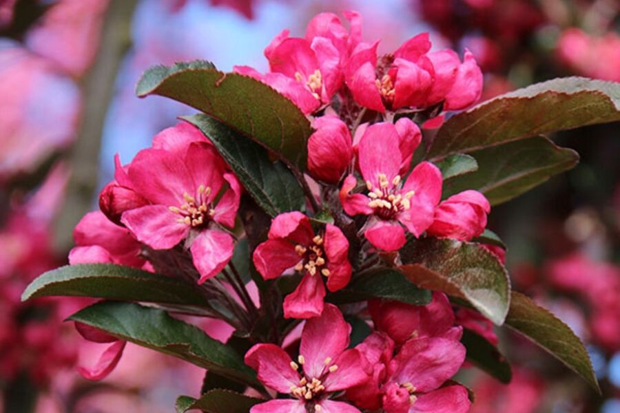 Raspberry Spear® Crabapple | Johnson's Nursery | KB