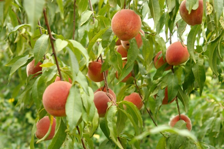 Reliance Peach | Johnson's Nursery | KB