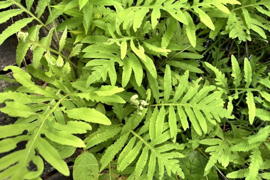 Sensitive Fern | Johnson's Nursery | KB