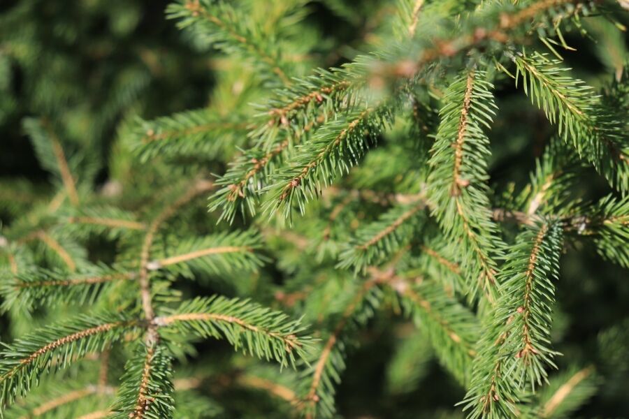 Serbian Spruce | Johnson's Nursery | KB