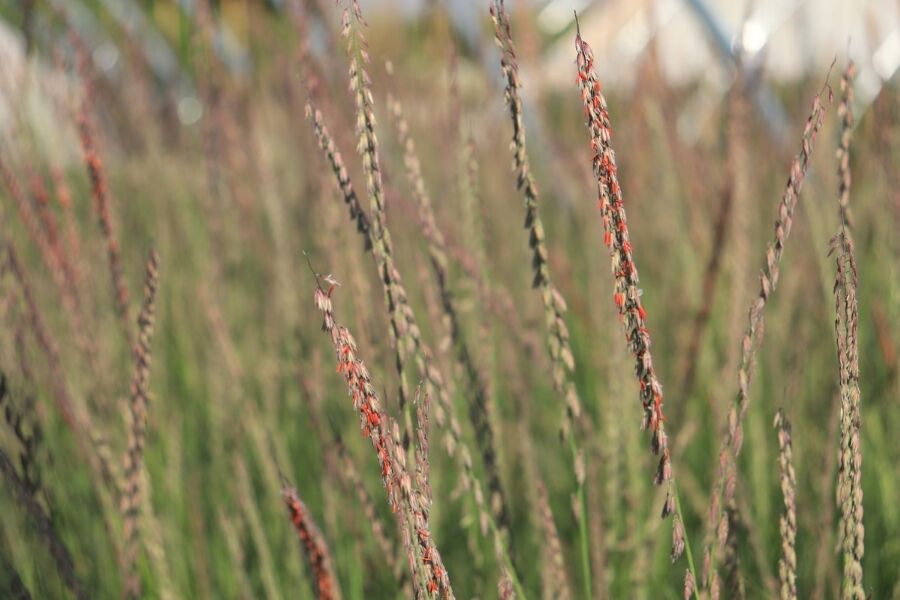 Wisconsin Native Grasses | Johnson's Nursery | Knowledgebase