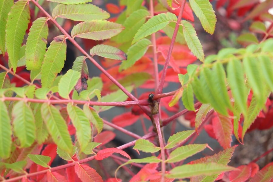 Wisconsin Native Shrubs | Johnson's Nursery | Knowledgebase