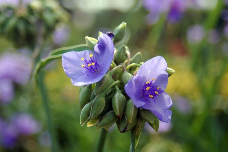 Common Spiderwort | Johnson's Nursery | KB