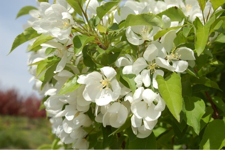 Spring Snow Crabapple | Johnson's Nursery | KB