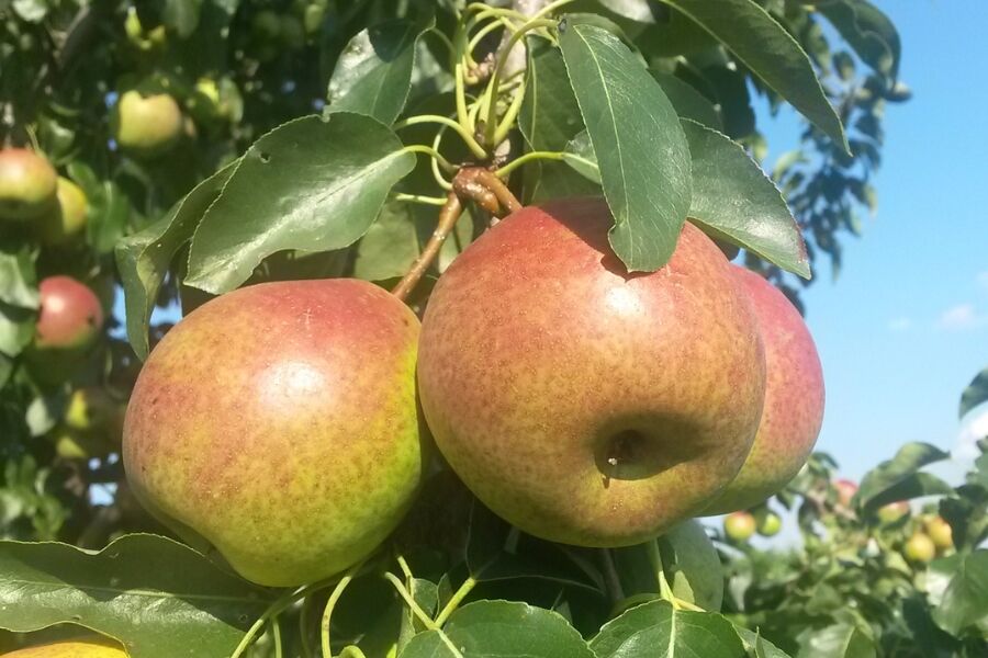 Summercrisp Pear | Johnson's Nursery | KB