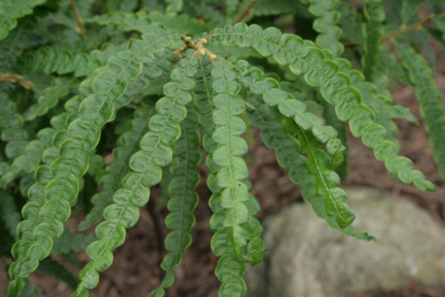 Sweet Fern | Johnson's Nursery | KB
