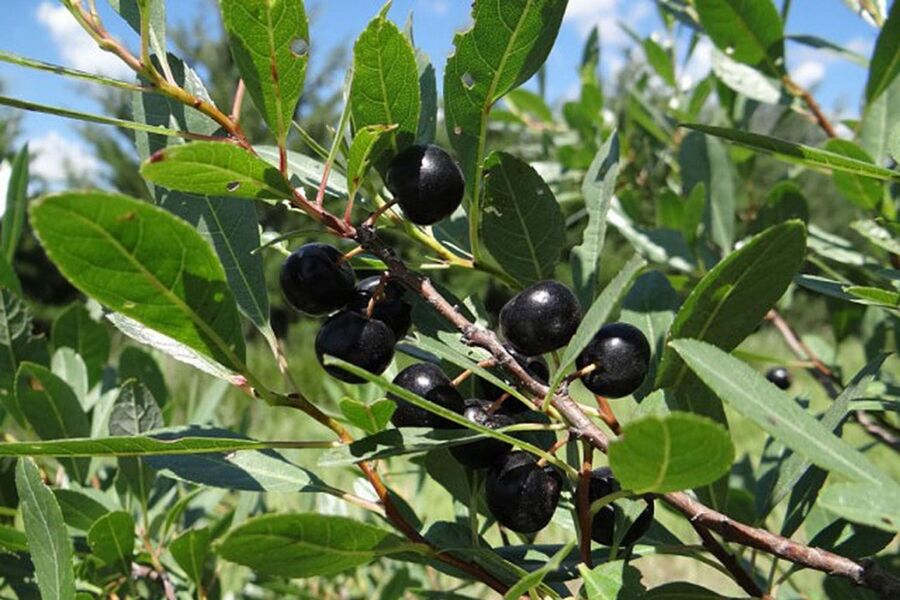 Western Sand Cherry | Johnson's Nursery | KB
