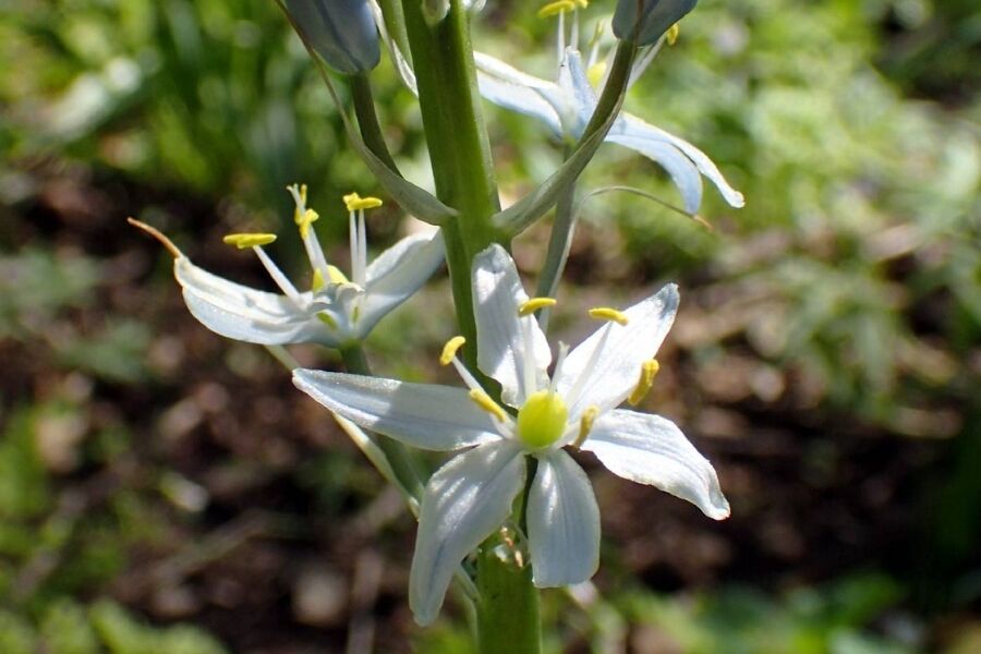 Wild Hyacinth | Johnson's Nursery | KB