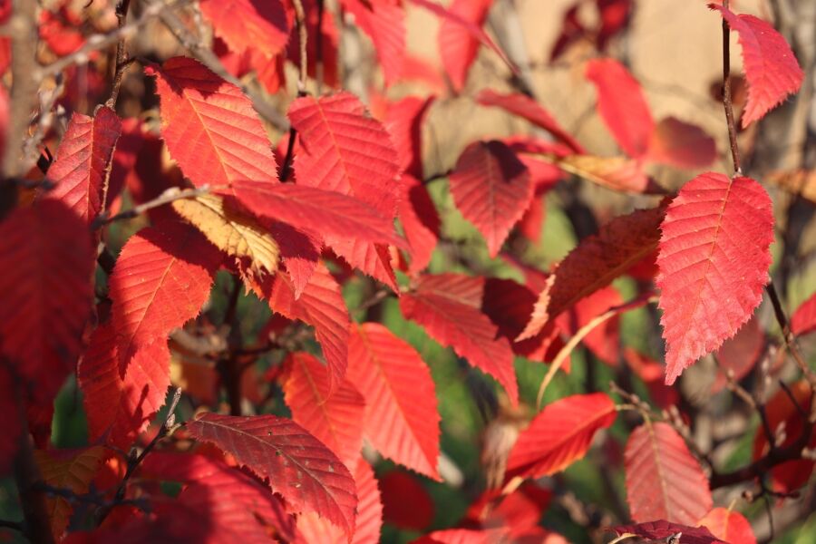 Wisconsin Red™ Musclewood | Johnson's Nursery | KB