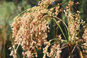 Wool Grass | Johnson's Nursery | KB