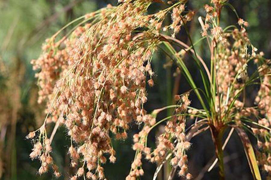 Wisconsin Native Grasses | Johnson's Nursery | Knowledgebase