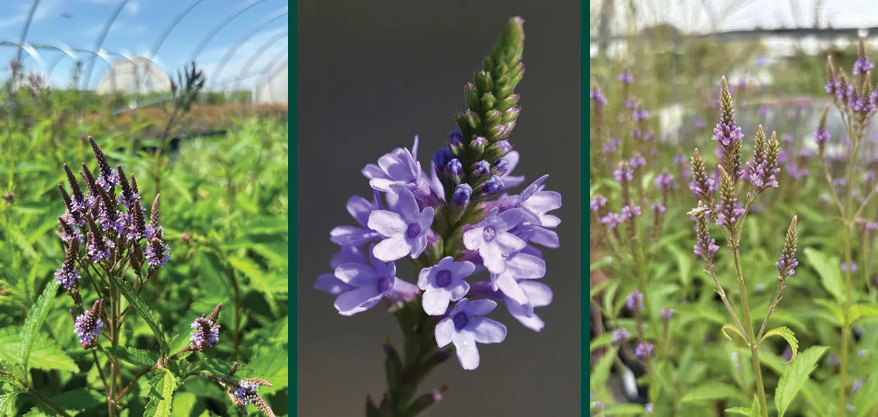 Blue Vervain | Johnson's Nursery | KB