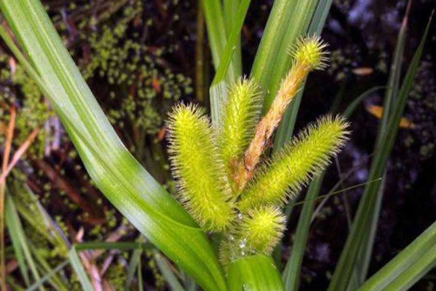 Wisconsin Native Grasses | Johnson's Nursery | Knowledgebase