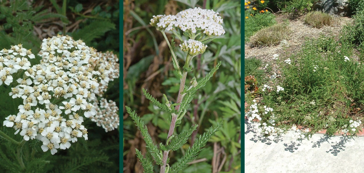 Common Yarrow | Johnson's Nursery | KB