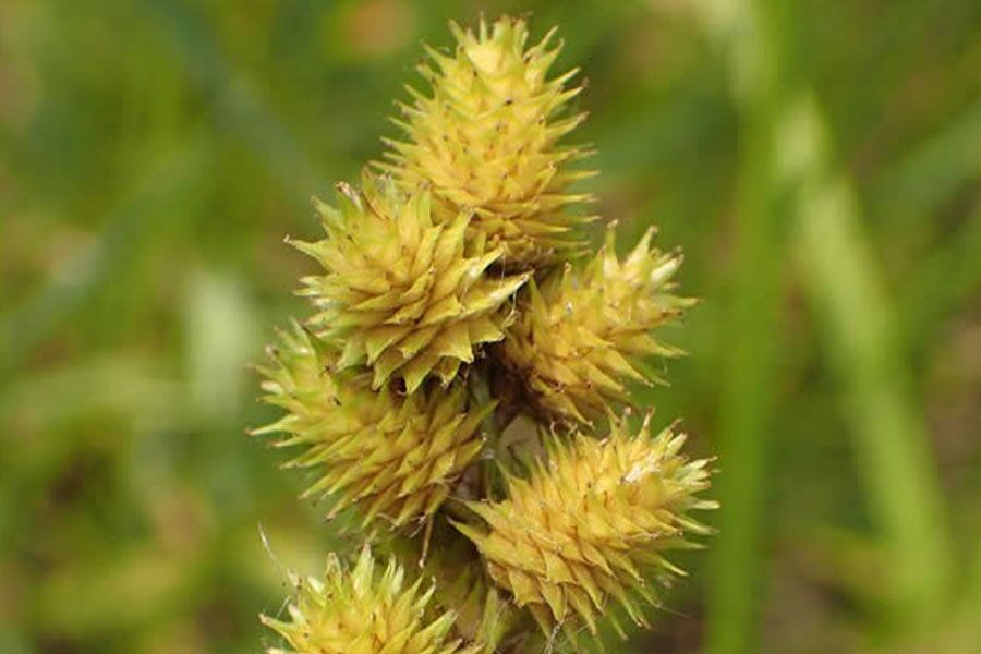Wisconsin Native Grasses | Johnson's Nursery | Knowledgebase