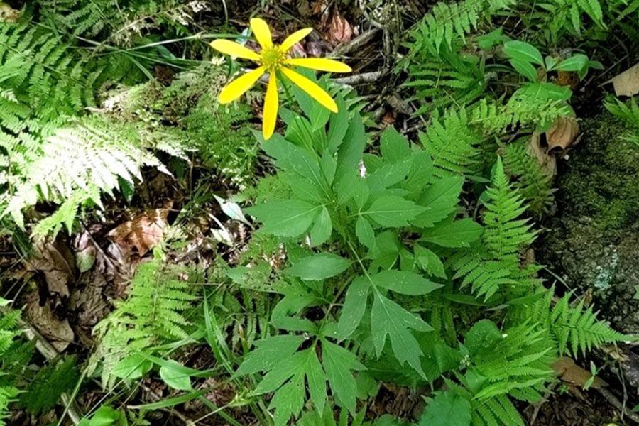 Cutleaf Coneflower | Johnson's Nursery | KB