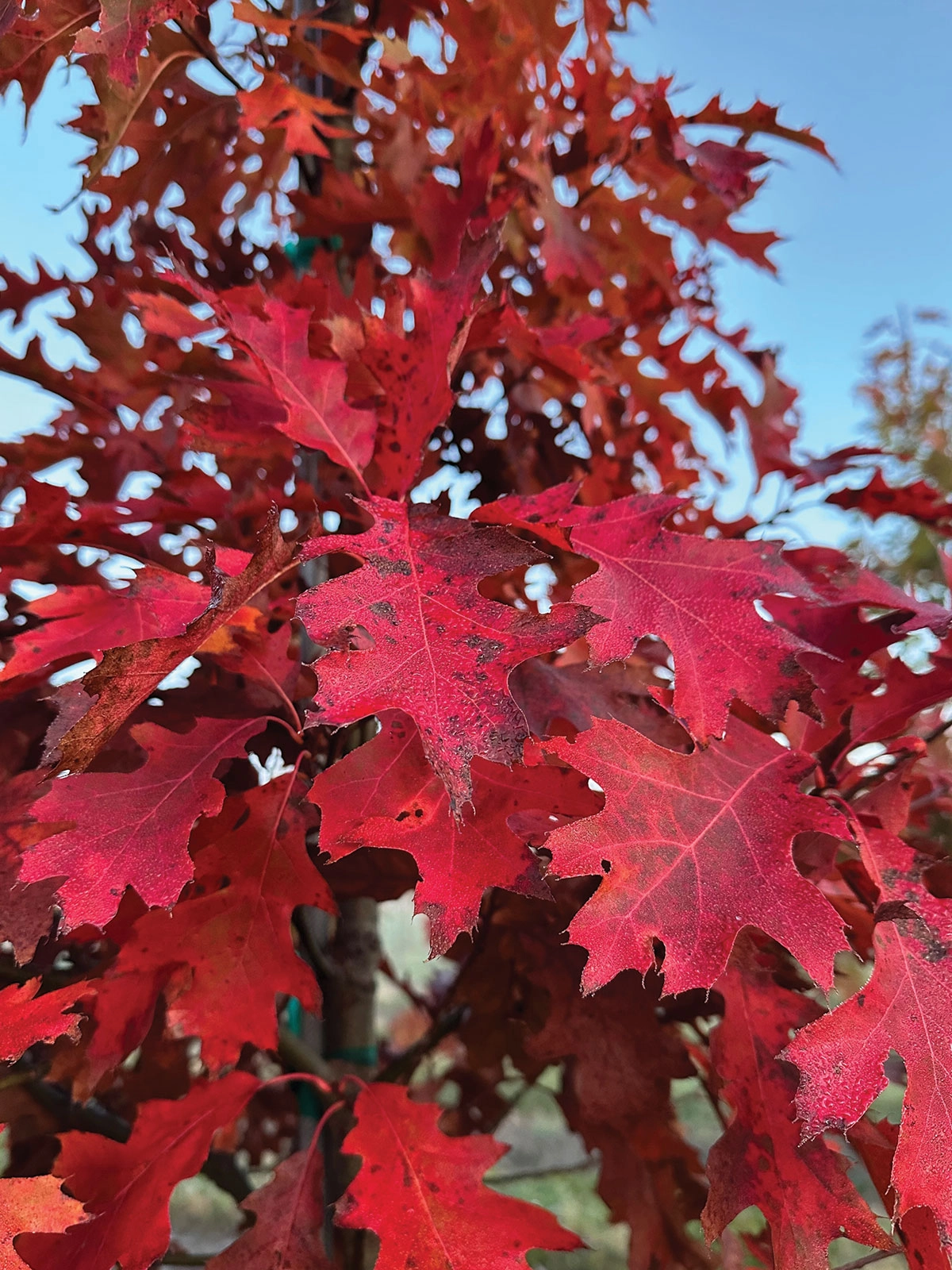 Deep Dive Into Fall Color | Johnson's Nursery | KB