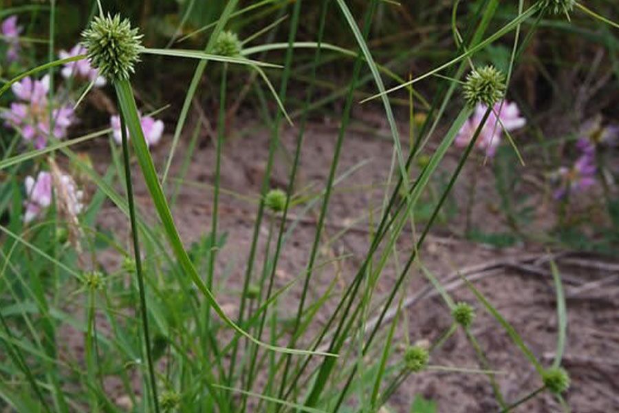 Wisconsin Native Grasses | Johnson's Nursery | Knowledgebase