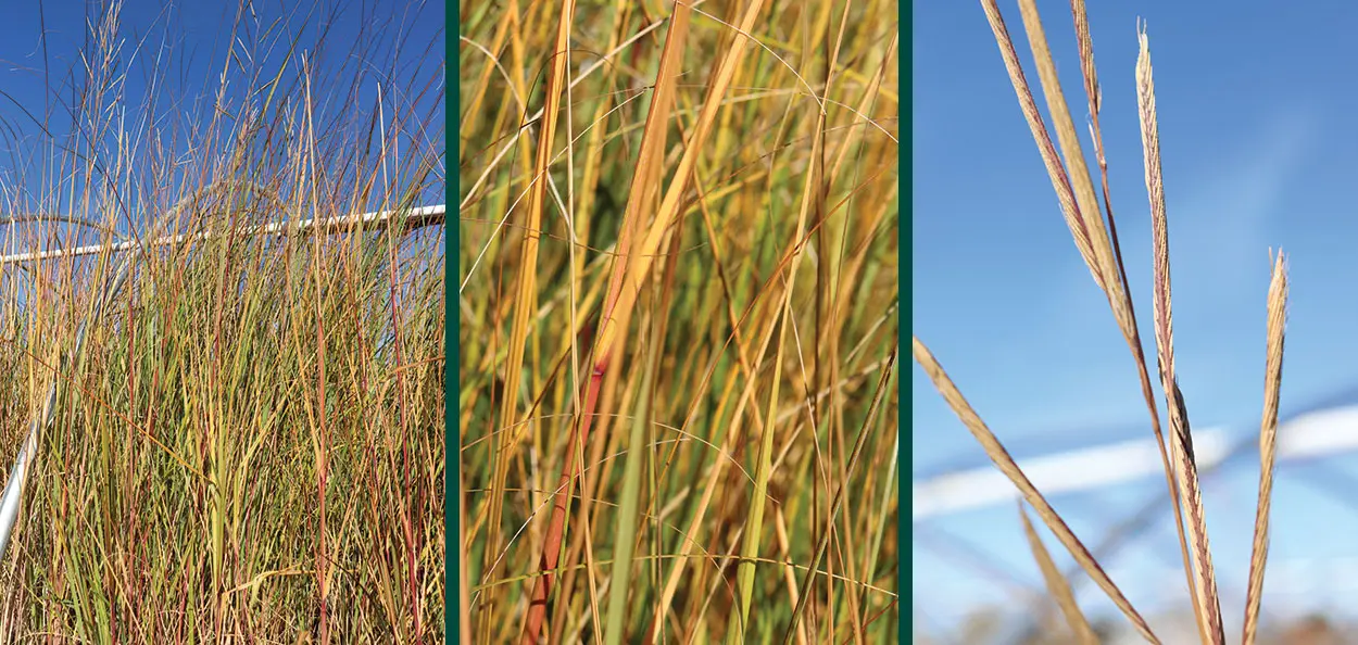 Prairie Cordgrass | Johnson's Nursery | KB
