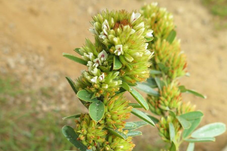 Round-headed Bush Clover | Johnson's Nursery | KB