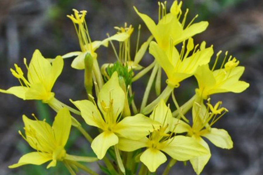 Sand Evening Primrose | Johnson's Nursery | KB